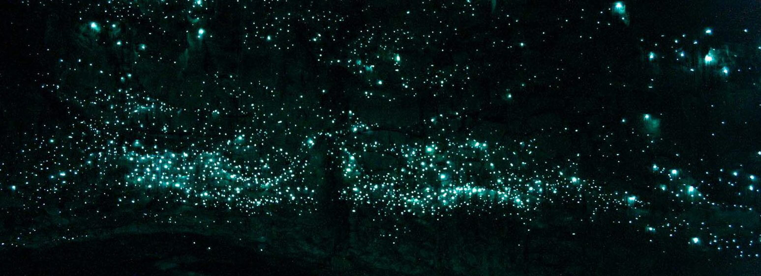 New Zealand - Waitomo Glowworm Caves - Moderately Adventurous